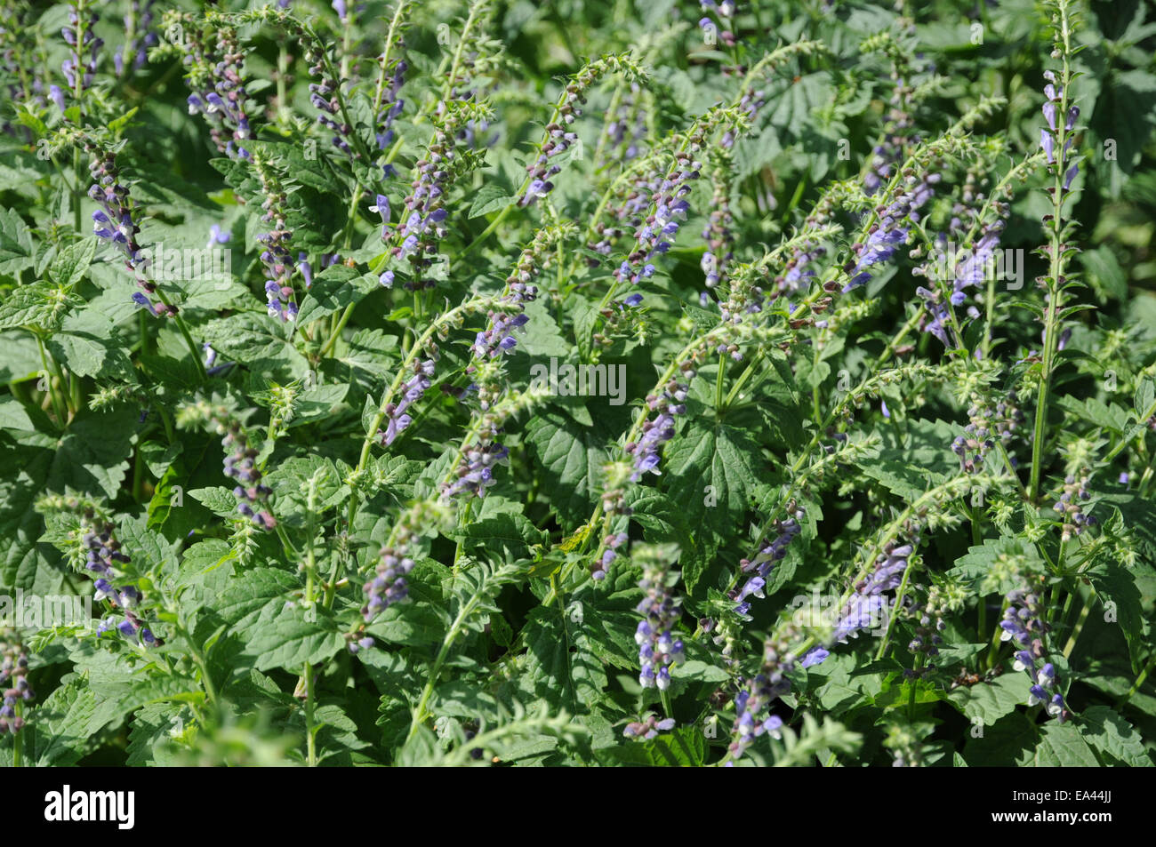 Scullcap High Resolution Stock Photography and Images - Alamy