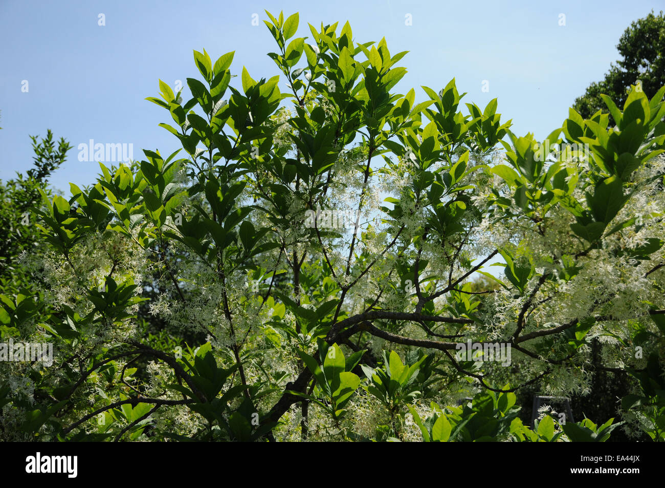 White Fringetrees High Resolution Stock Photography and Images - Alamy