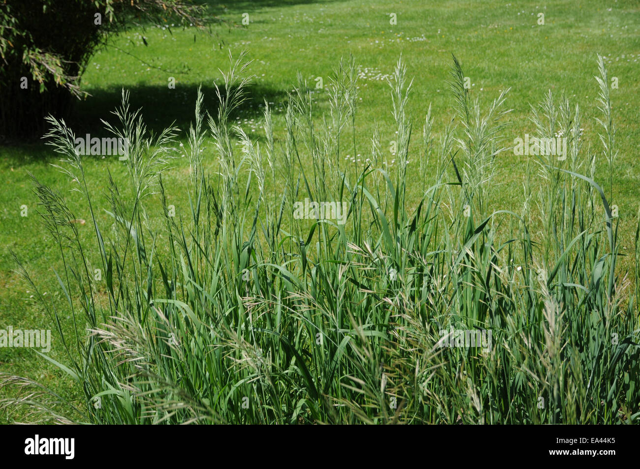 Brome Grass High Resolution Stock Photography and Images - Alamy