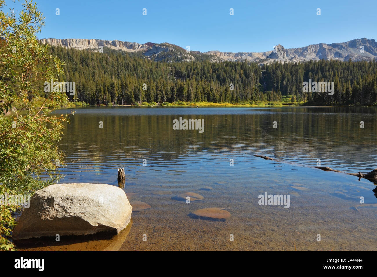 Charming shallow lake with weeds Stock Photo - Alamy