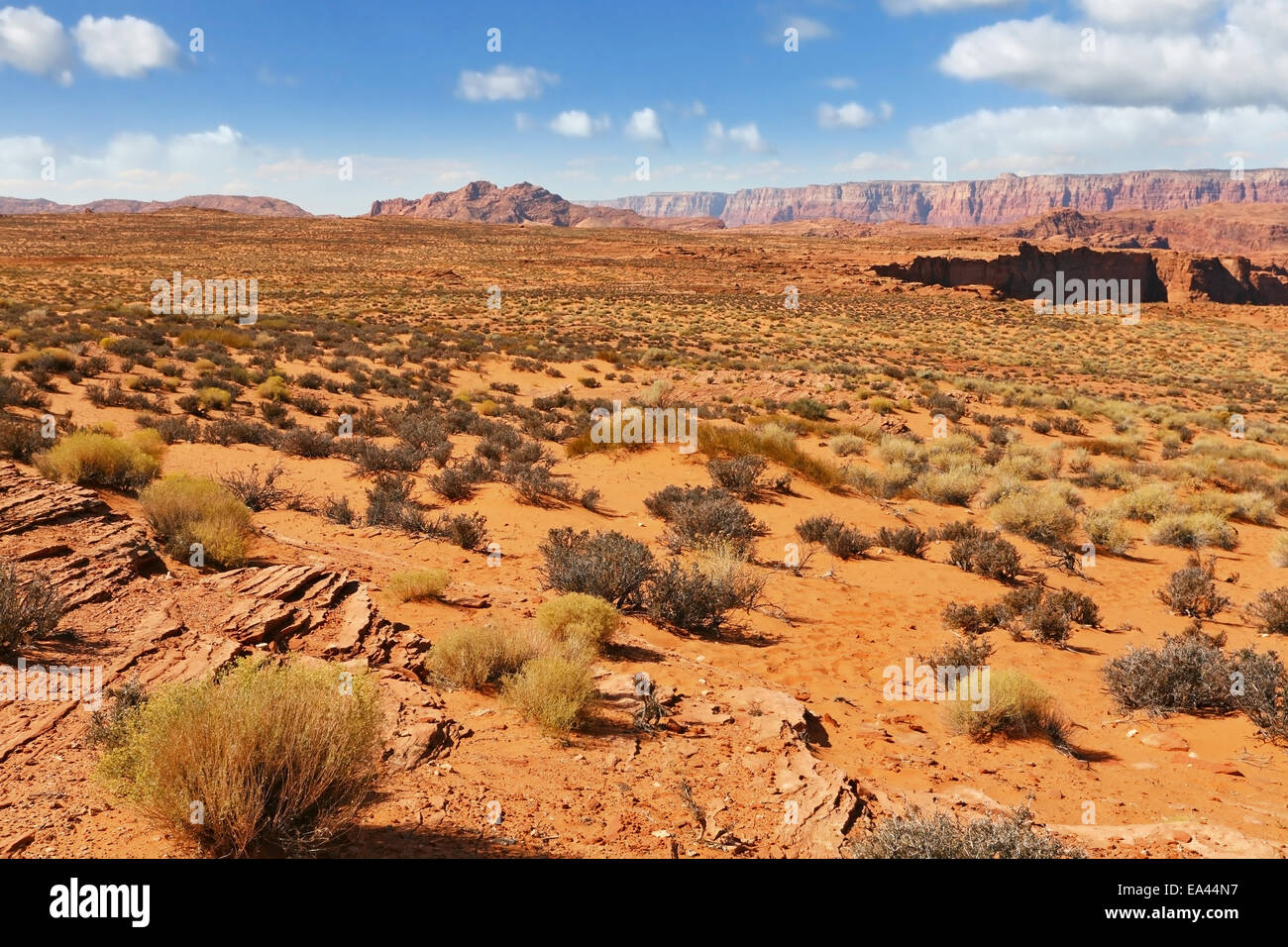 The bushes dry Stock Photo - Alamy