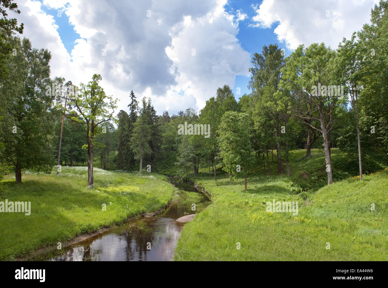 The river in the summer wood Stock Photo - Alamy