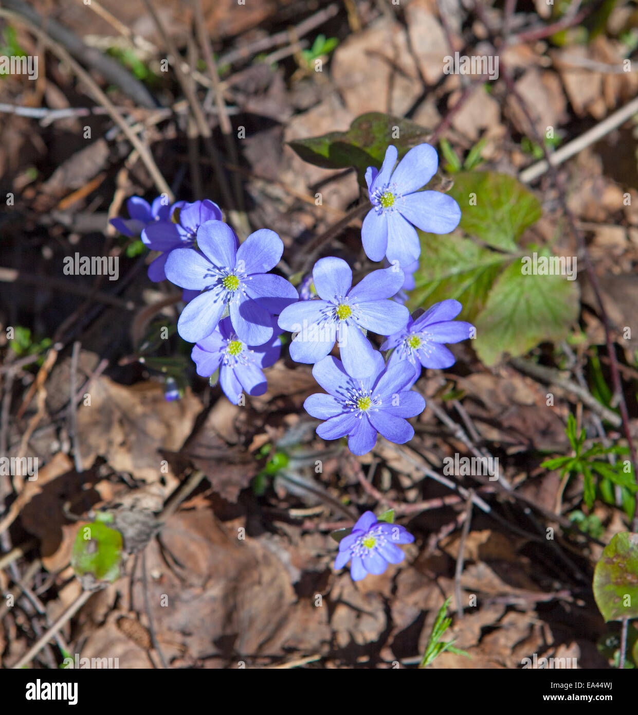 First spring flowers blue hi-res stock photography and images - Alamy