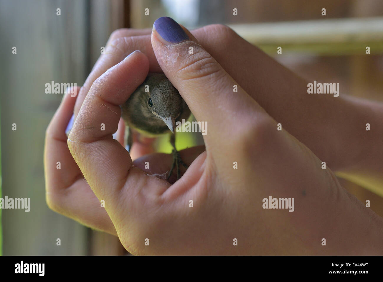 A young bird is held carefully by a child in her hands Stock Photo - Alamy