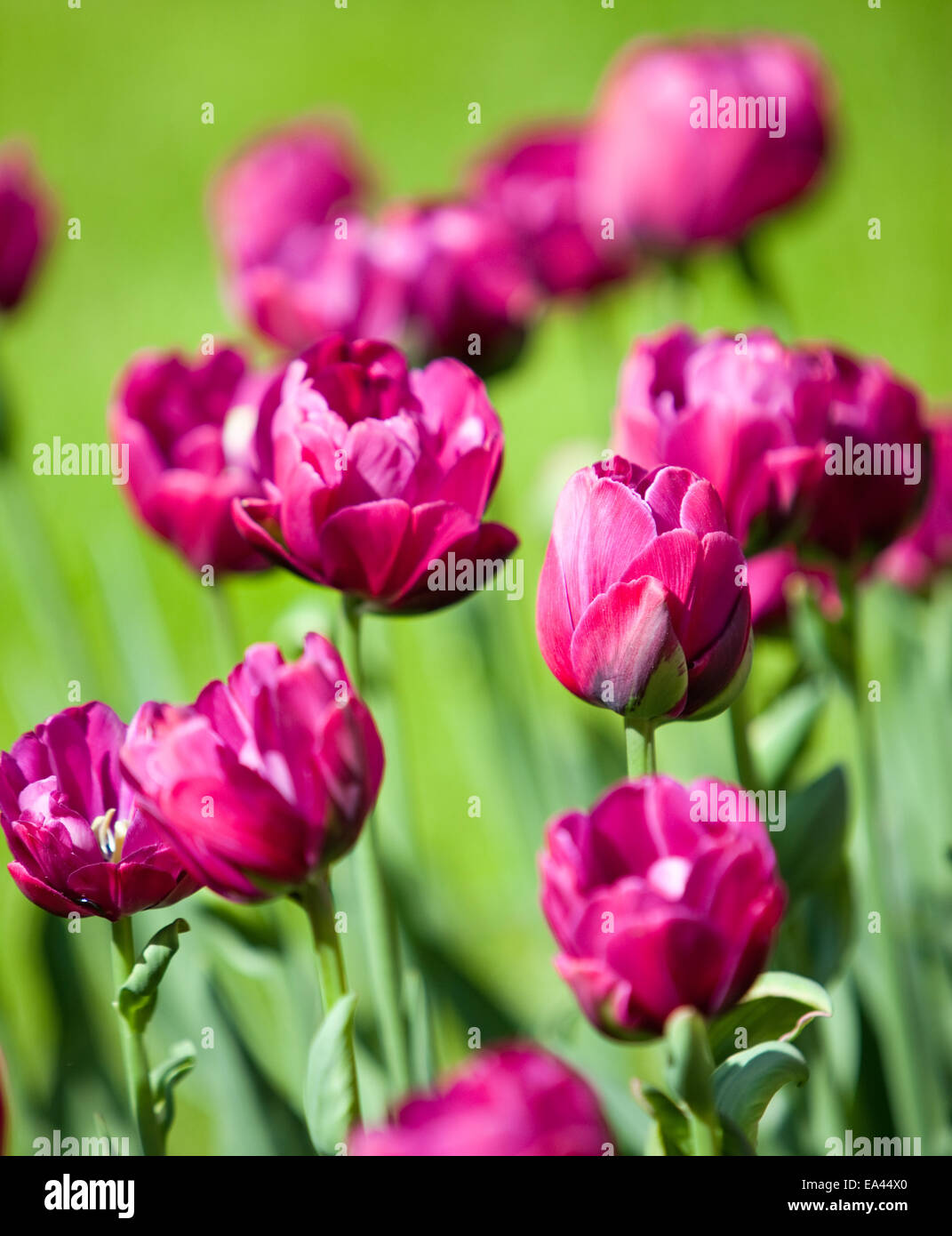 Beautiful bright pink tulips in hi-res stock photography and images - Alamy