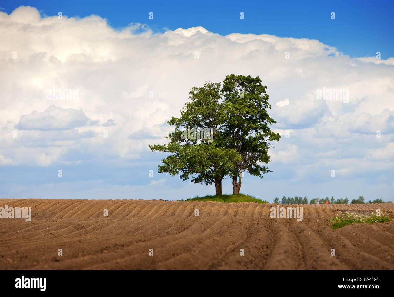 Tree in the field Stock Photo - Alamy