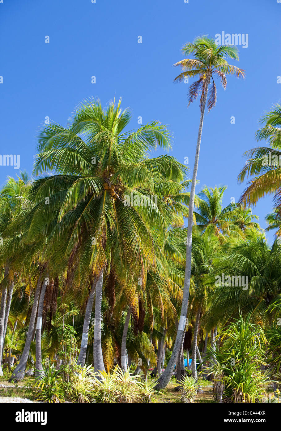 Palm trees on tropical island Stock Photo - Alamy