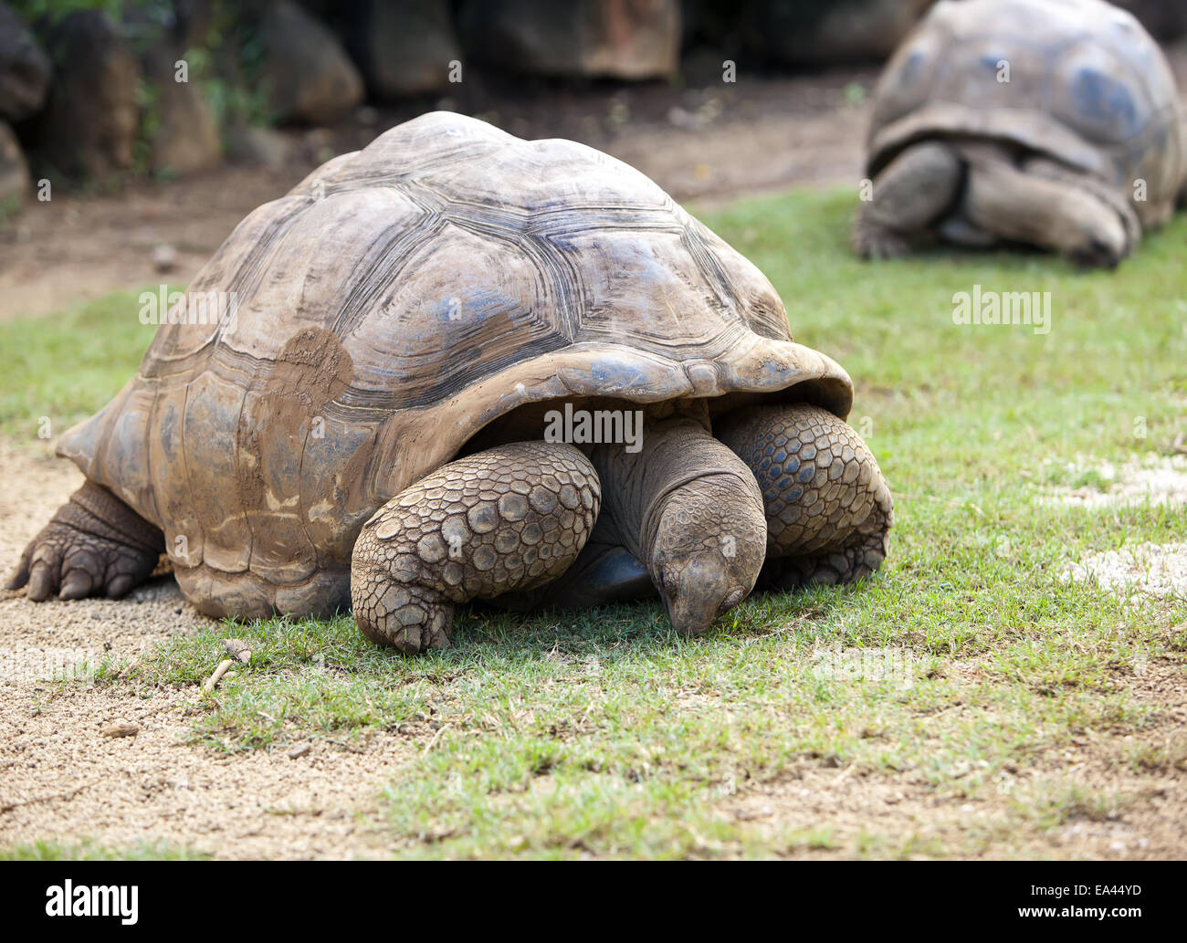 Riding giant turtle hi-res stock photography and images - Alamy