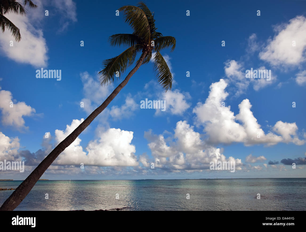 Palm tree bent above waters of ocean Stock Photo - Alamy
