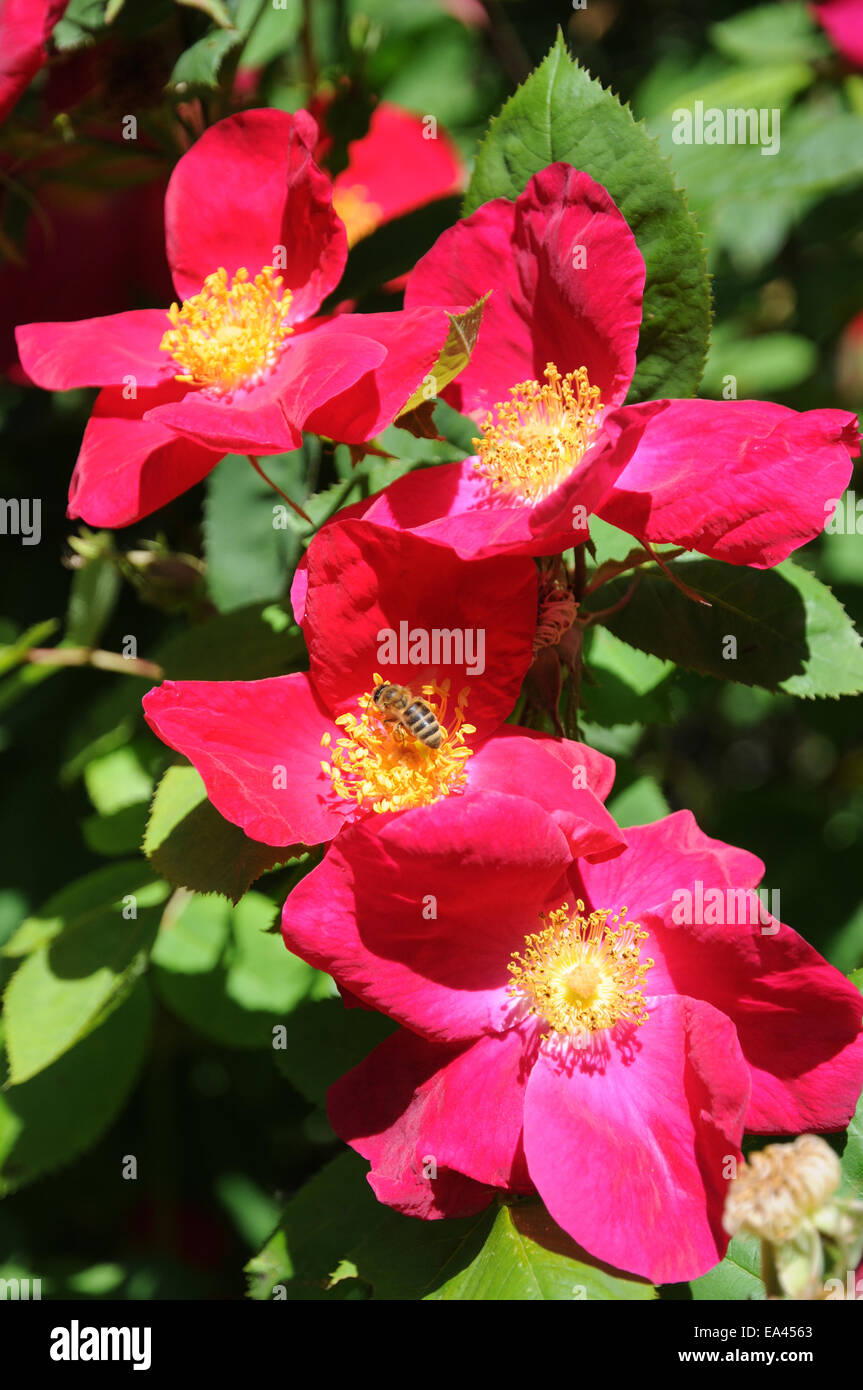 French rose hi-res stock photography and images - Alamy