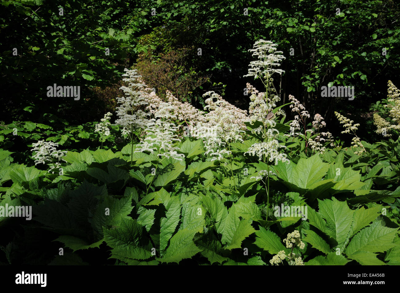 Rodgersien hi-res stock photography and images - Alamy