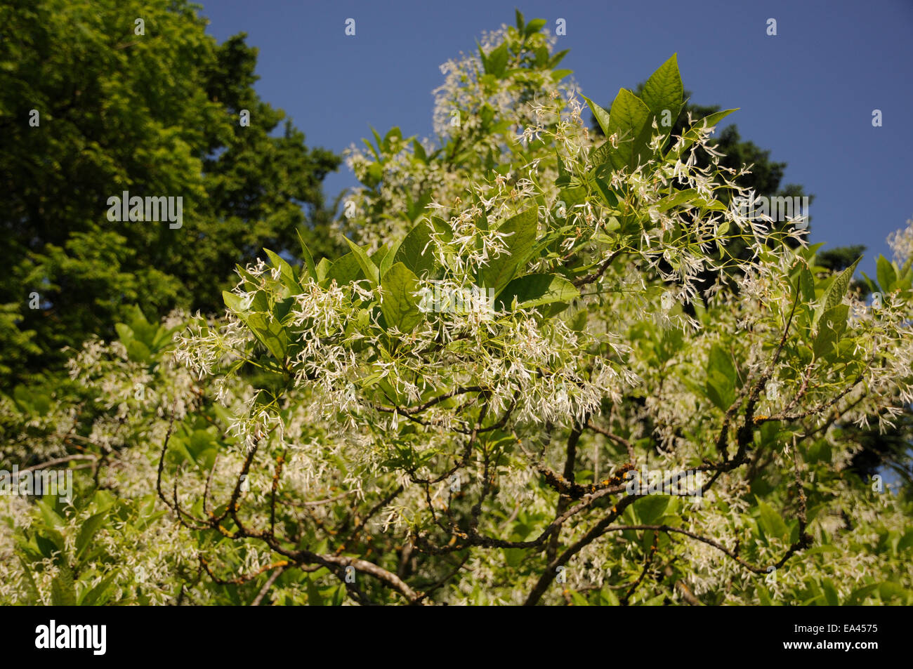 White fringetree hi-res stock photography and images - Alamy