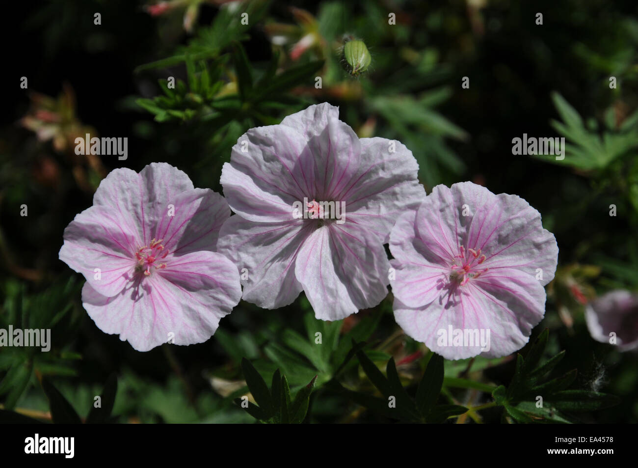Striped bloody cranesbill Stock Photo - Alamy