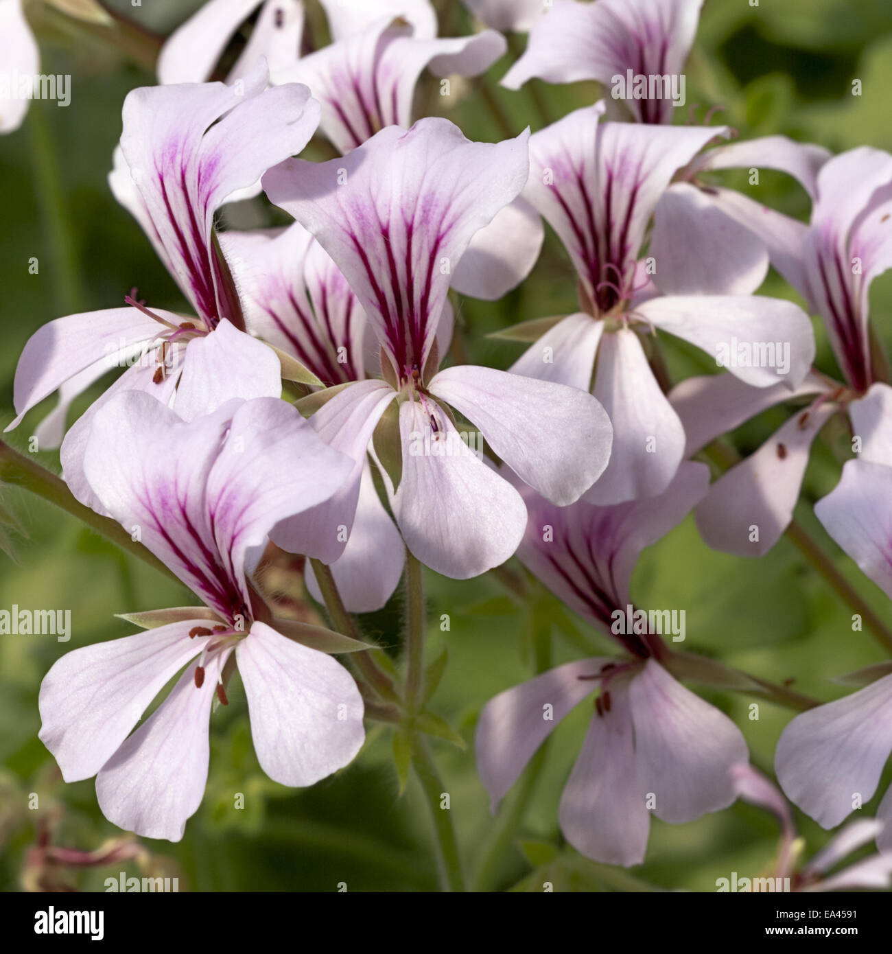 Peltatum hybride hi-res stock photography and images - Alamy