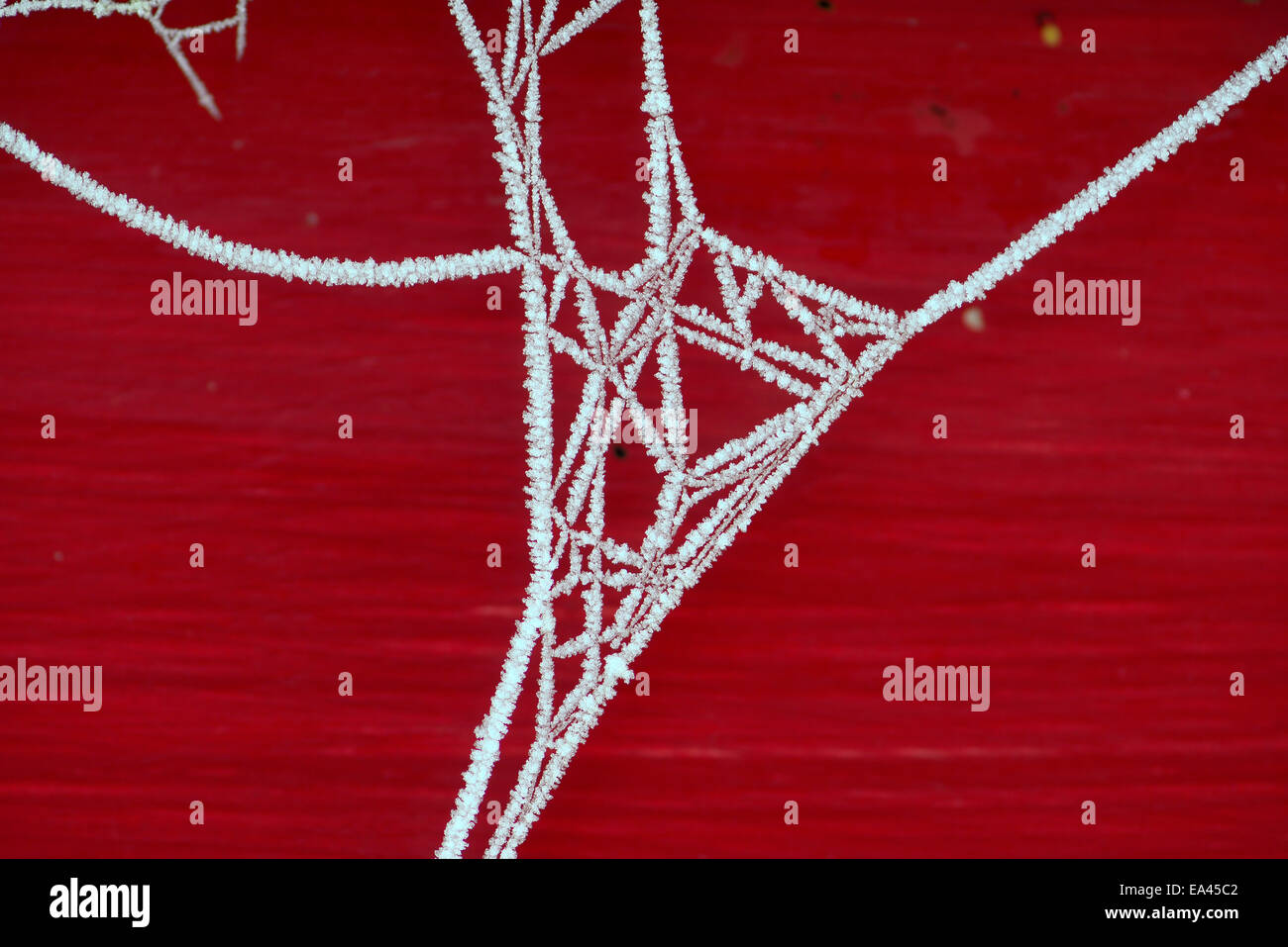 A frozen spider web, covered with ice crystals, hangs frozen against a ...