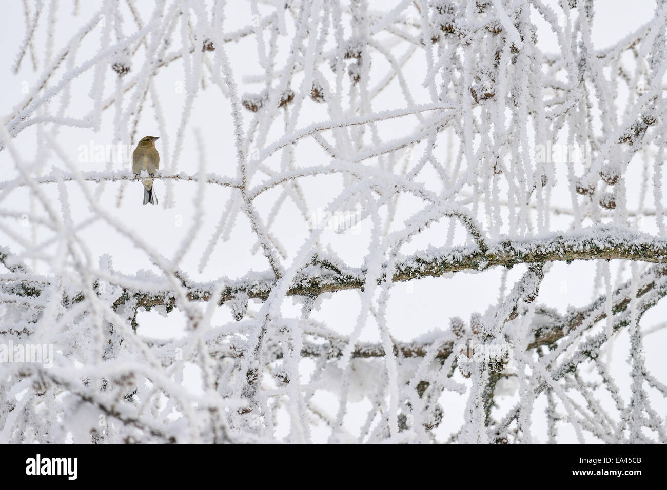 A lone bird hi-res stock photography and images - Alamy