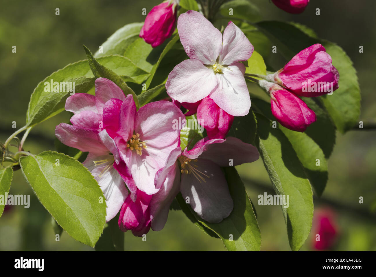 blooming apple tree Stock Photo - Alamy