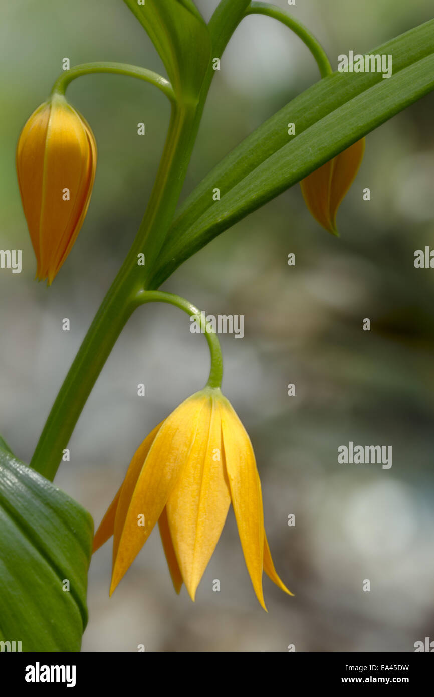 Littonia modesta hi-res stock photography and images - Alamy