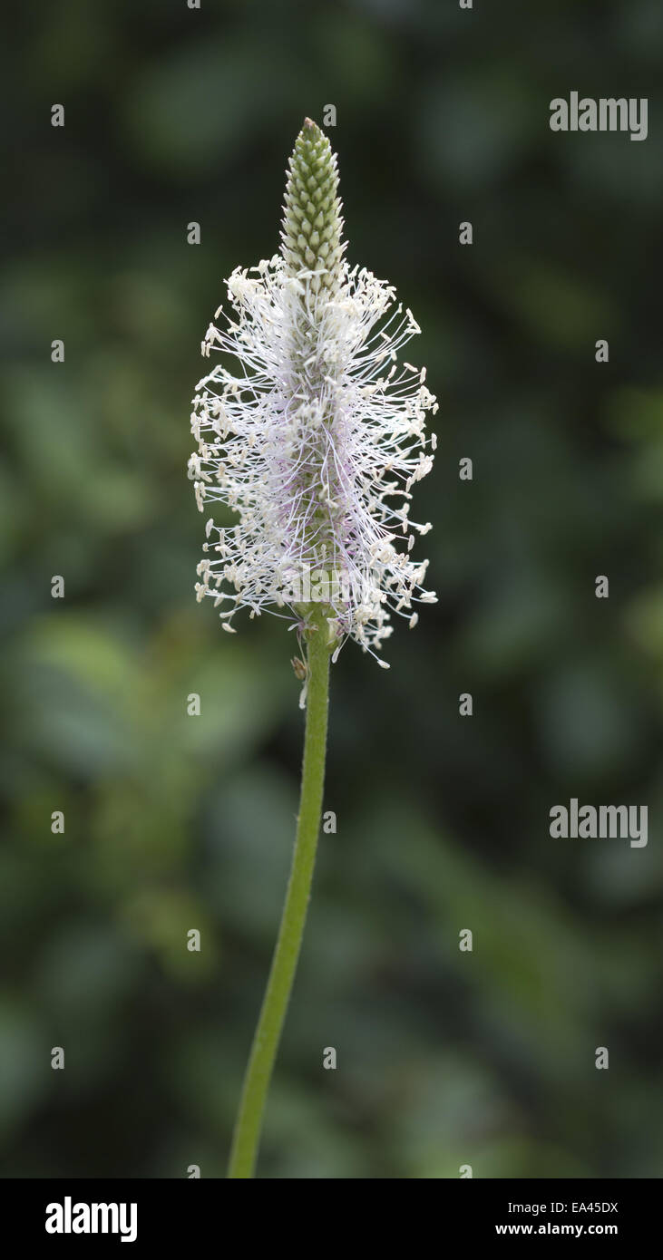 Plantago lanceolata seed hi-res stock photography and images - Alamy