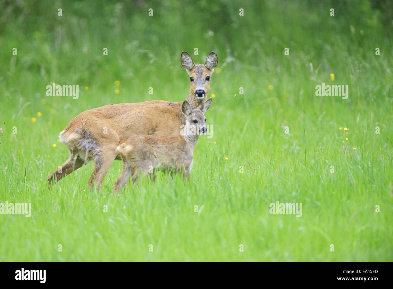 Roe deer doe and fawns hi-res stock photography and images - Alamy