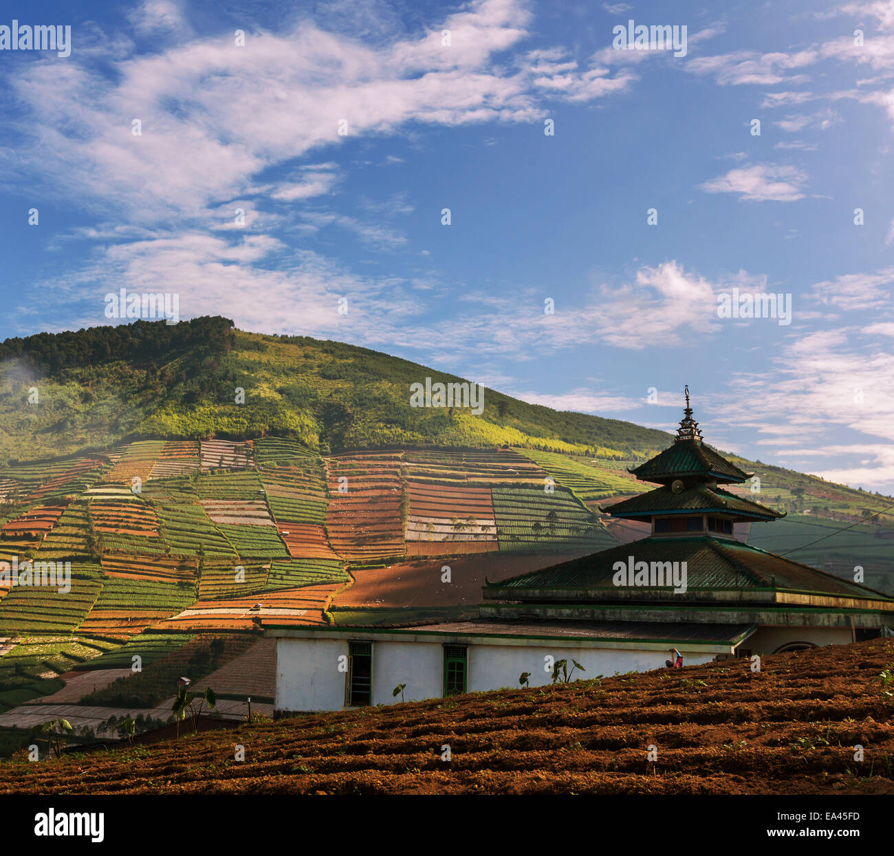 Field in Java Stock Photo - Alamy