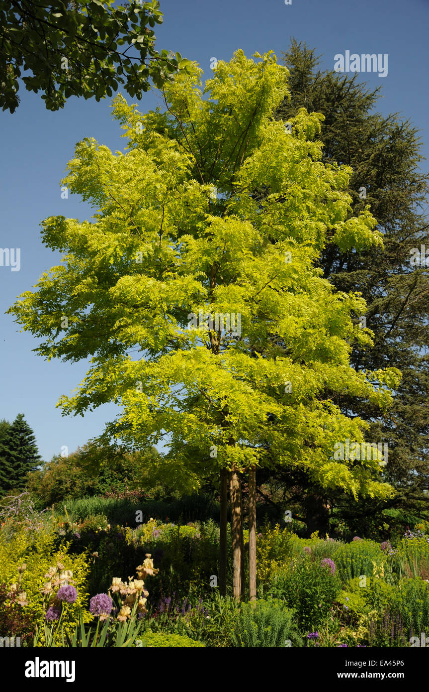 Yellow locust hi-res stock photography and images - Alamy