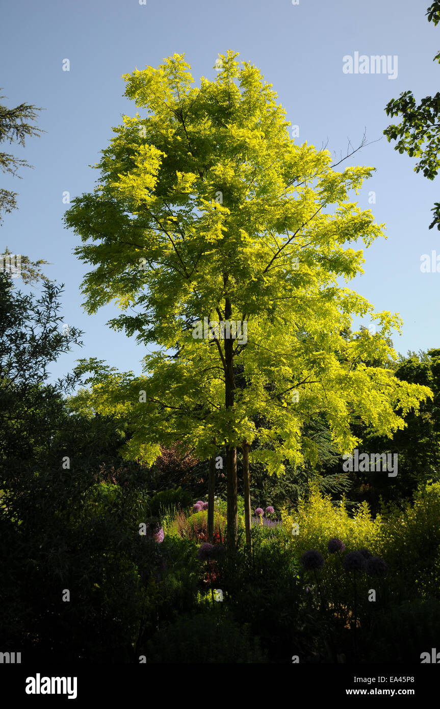 Yellow black locust Stock Photo - Alamy