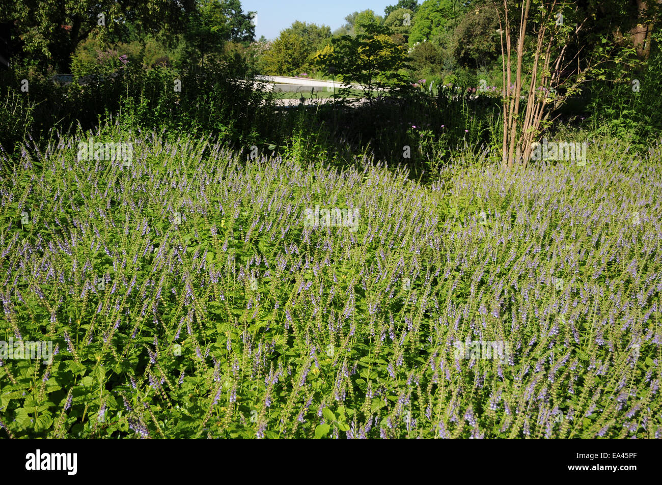 Scullcap hi-res stock photography and images - Alamy