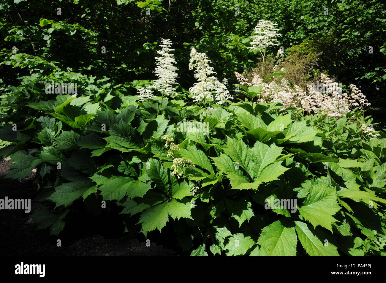 Rodgersien hi-res stock photography and images - Alamy