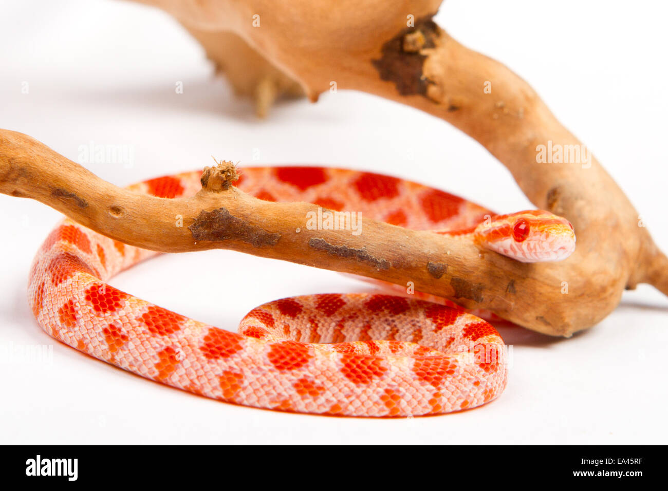Garter snake red tongue hi-res stock photography and images - Alamy