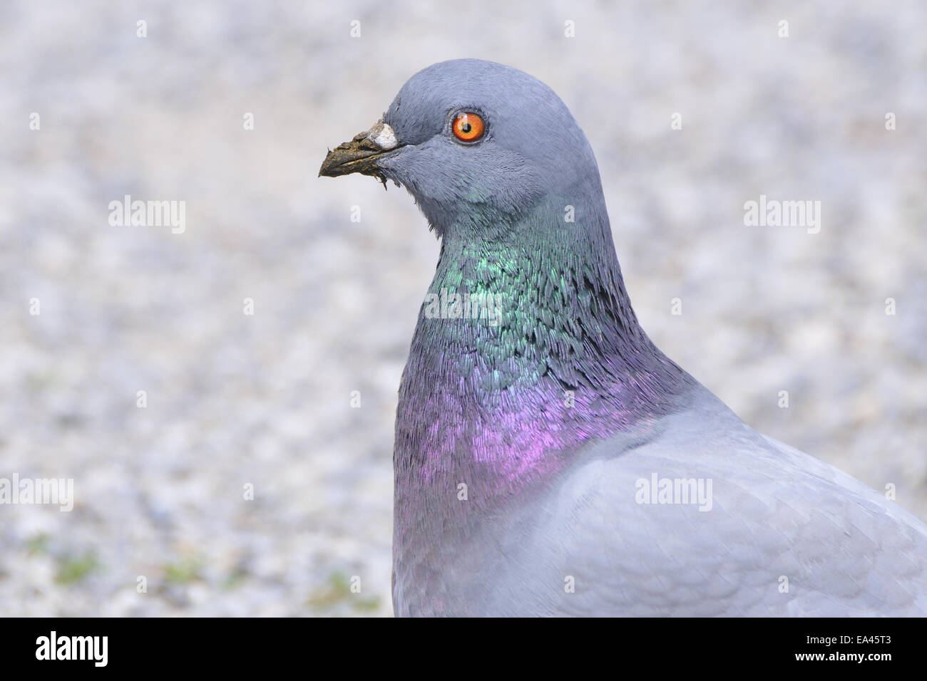 Rock dove doves hi-res stock photography and images - Alamy