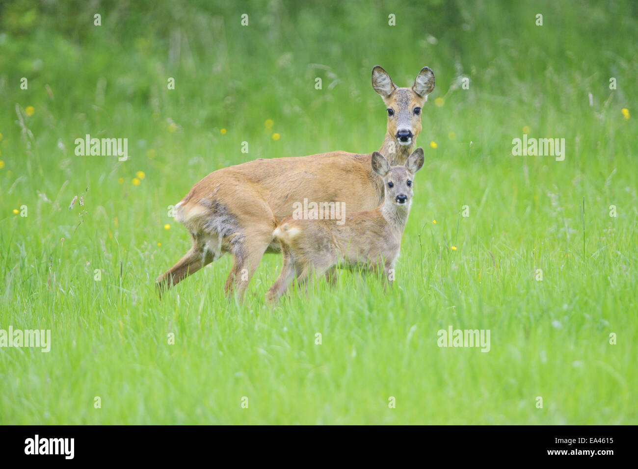 Deer cervidae bambi ruminant mammals hi-res stock photography and ...