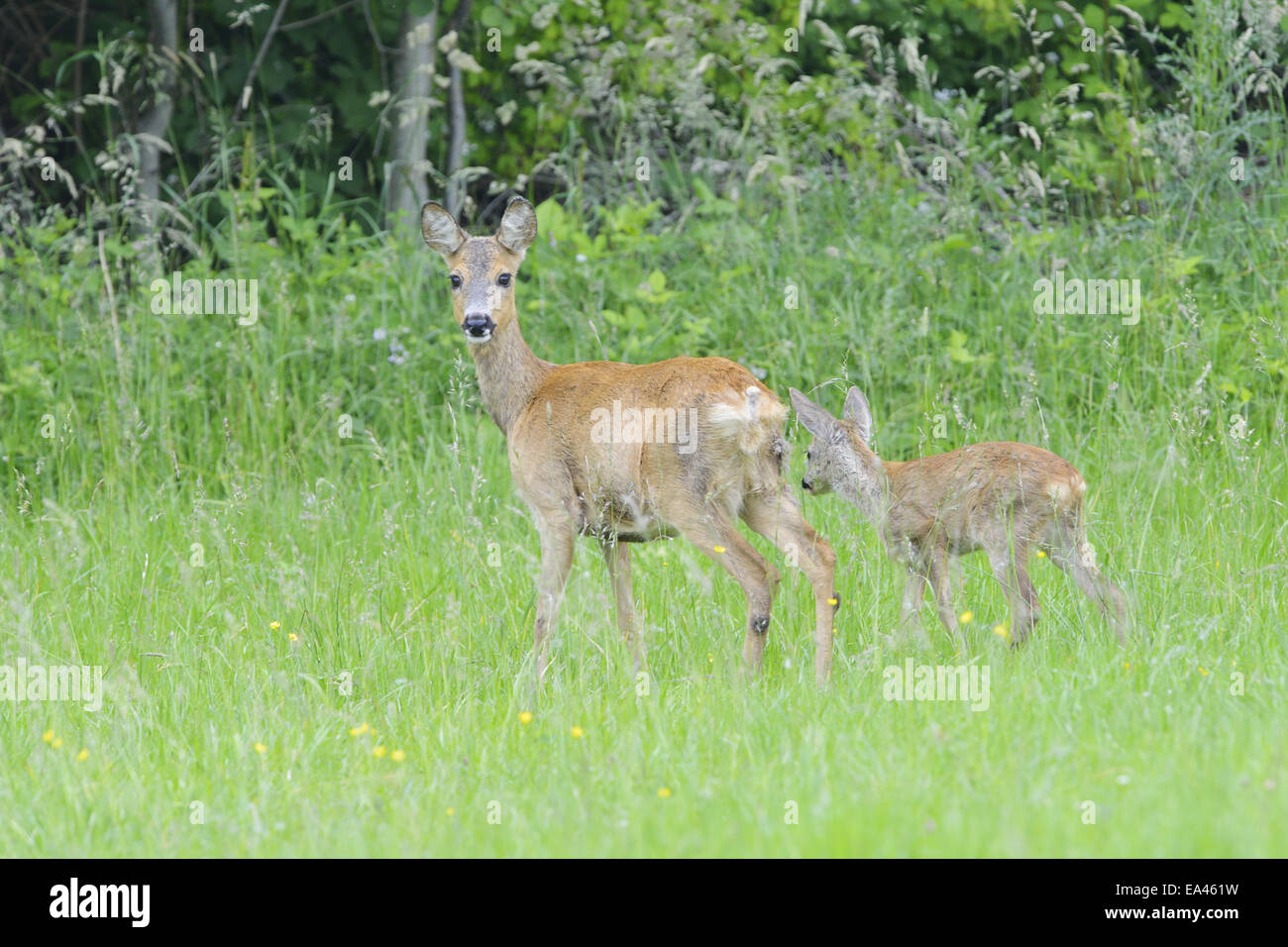 Deer cervidae bambi ruminant mammals hi-res stock photography and ...