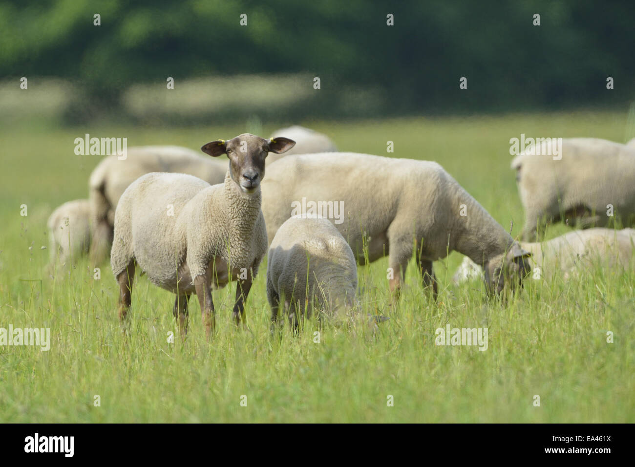 Ovis aries merino sheep hi-res stock photography and images - Alamy