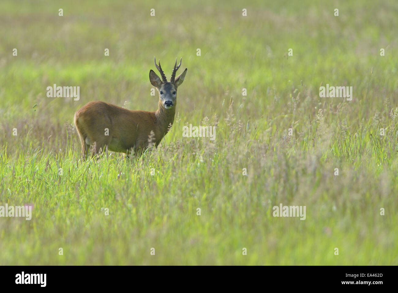 Western red deer hi-res stock photography and images - Alamy