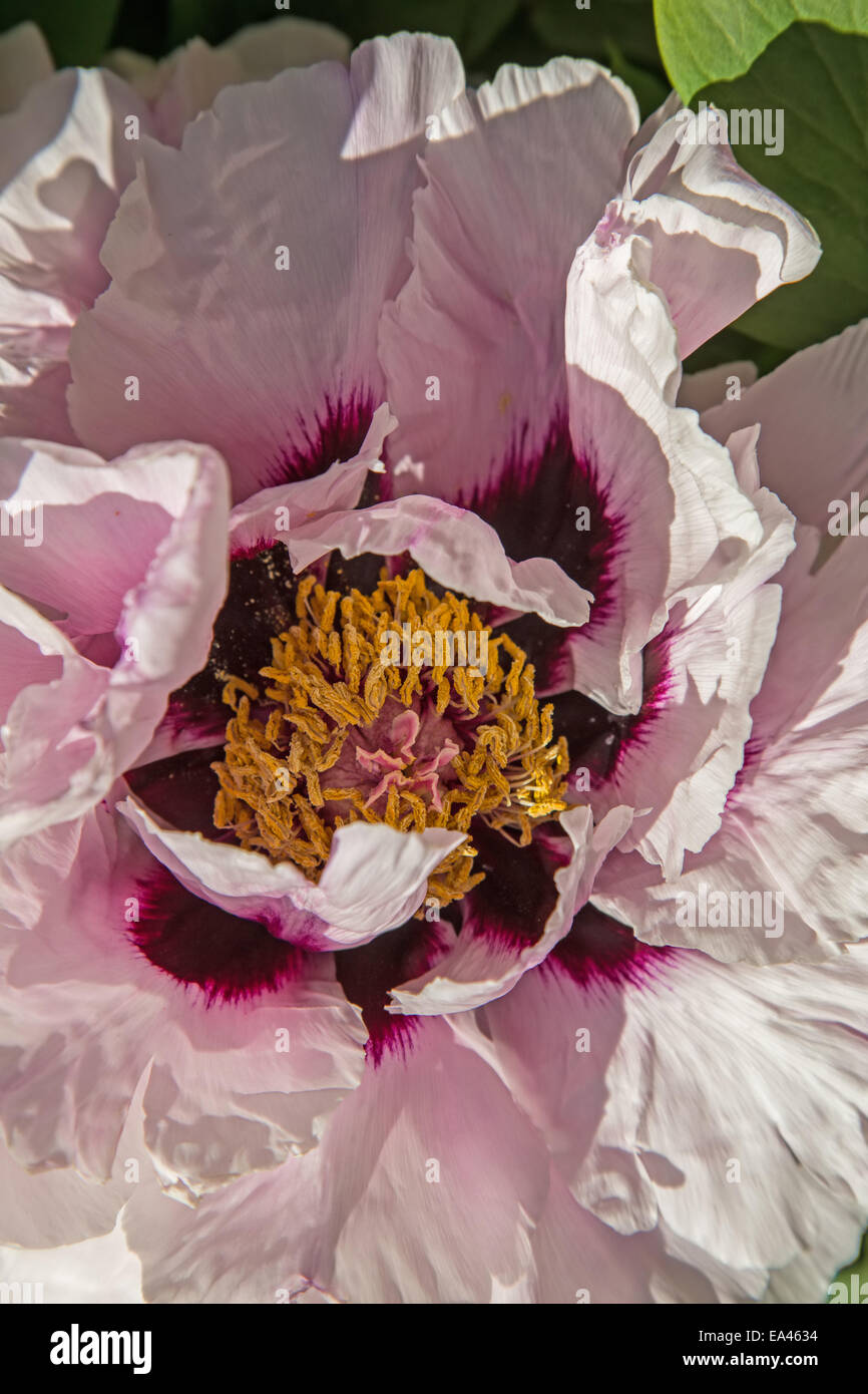 Close-up of a peony flower Stock Photo - Alamy