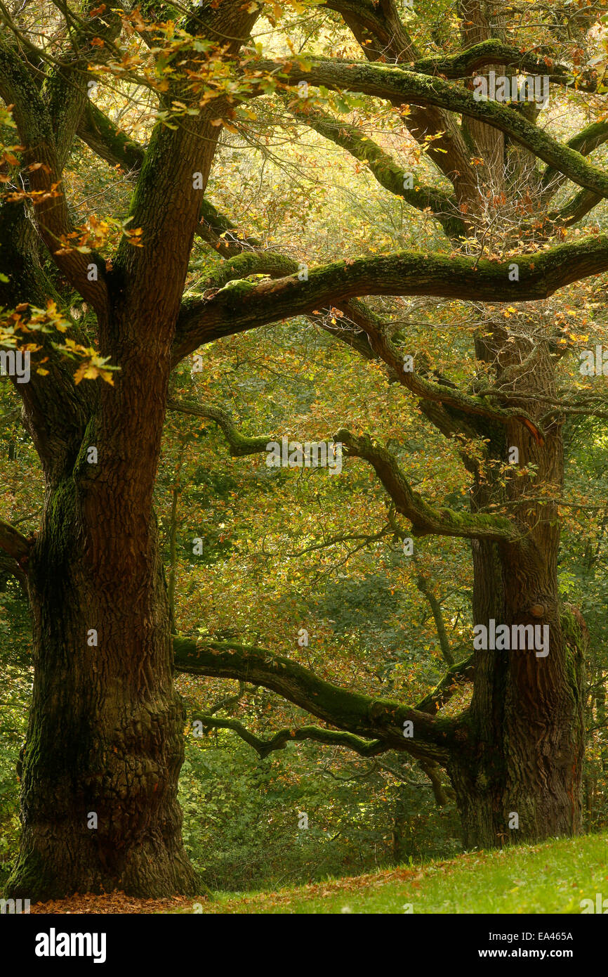 Quercus tree hi-res stock photography and images - Alamy