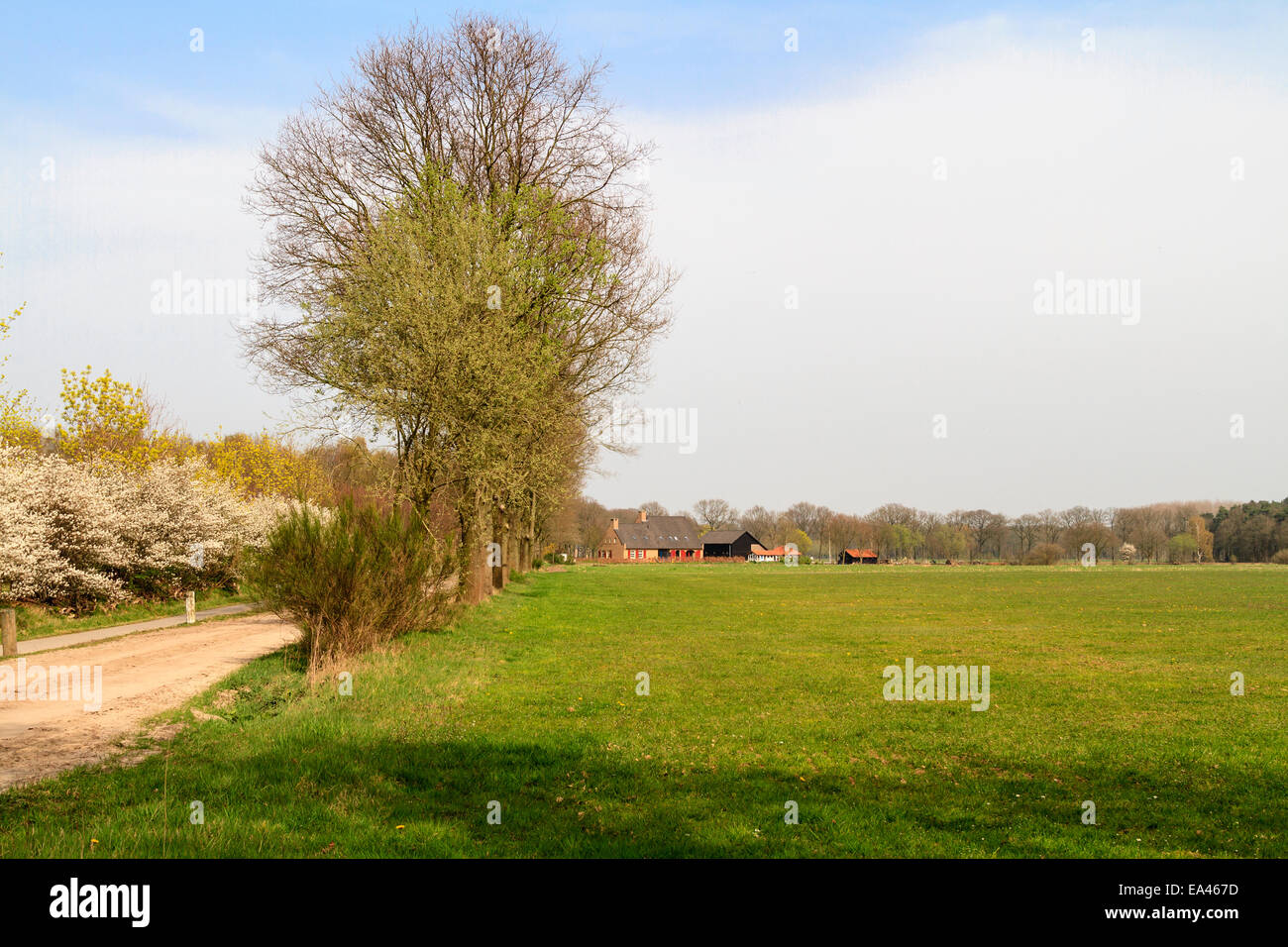 Typical Dutch farmland and countryside scene with a grass meadow in the ...