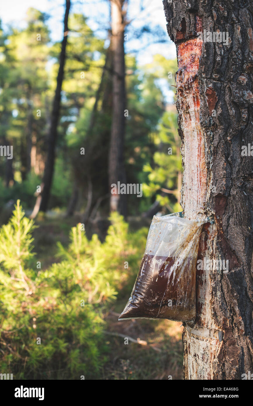 Collect of resin on pine tree. Plastic bag Stock Photo - Alamy