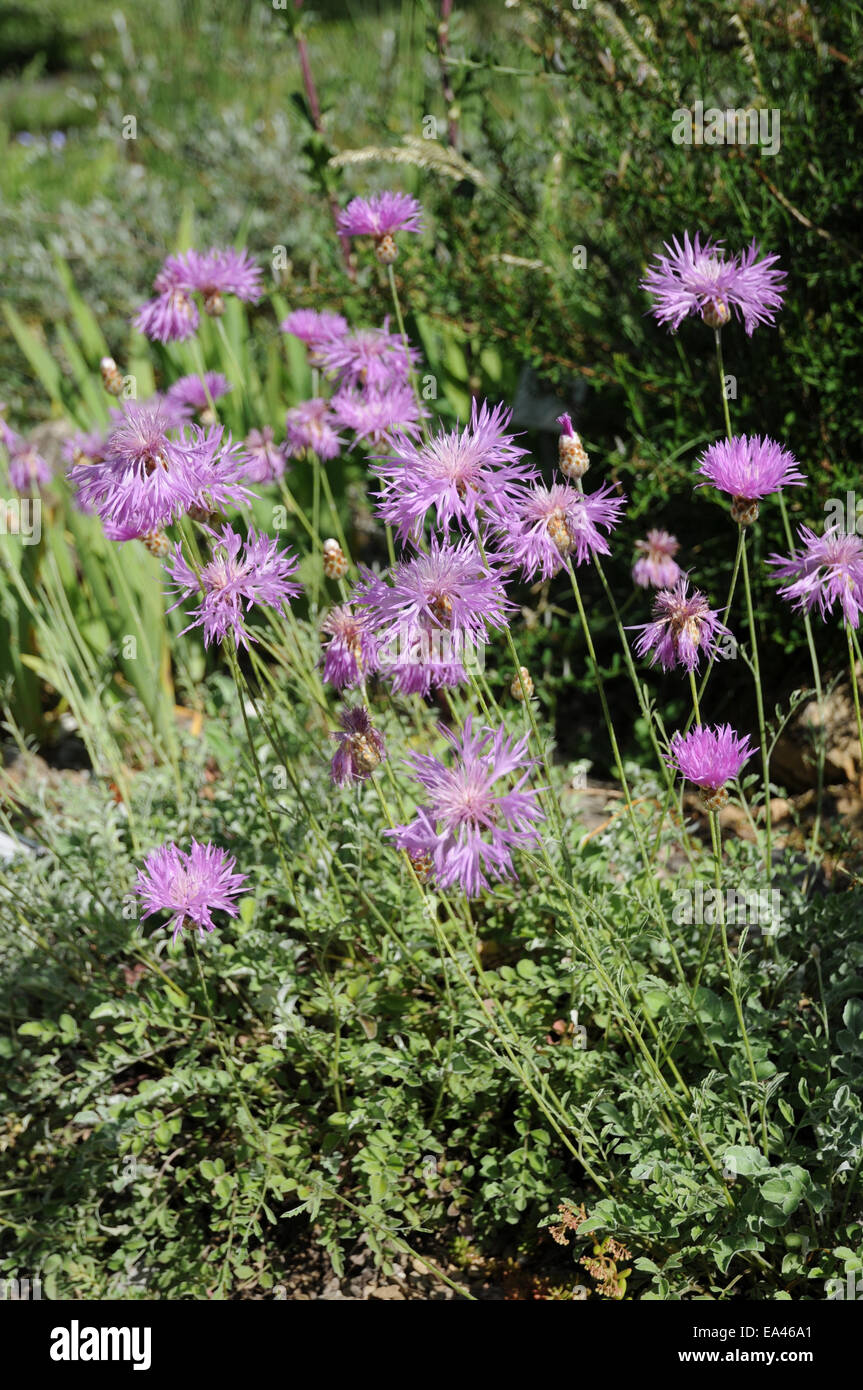 Pink bachelor`s button Stock Photo - Alamy