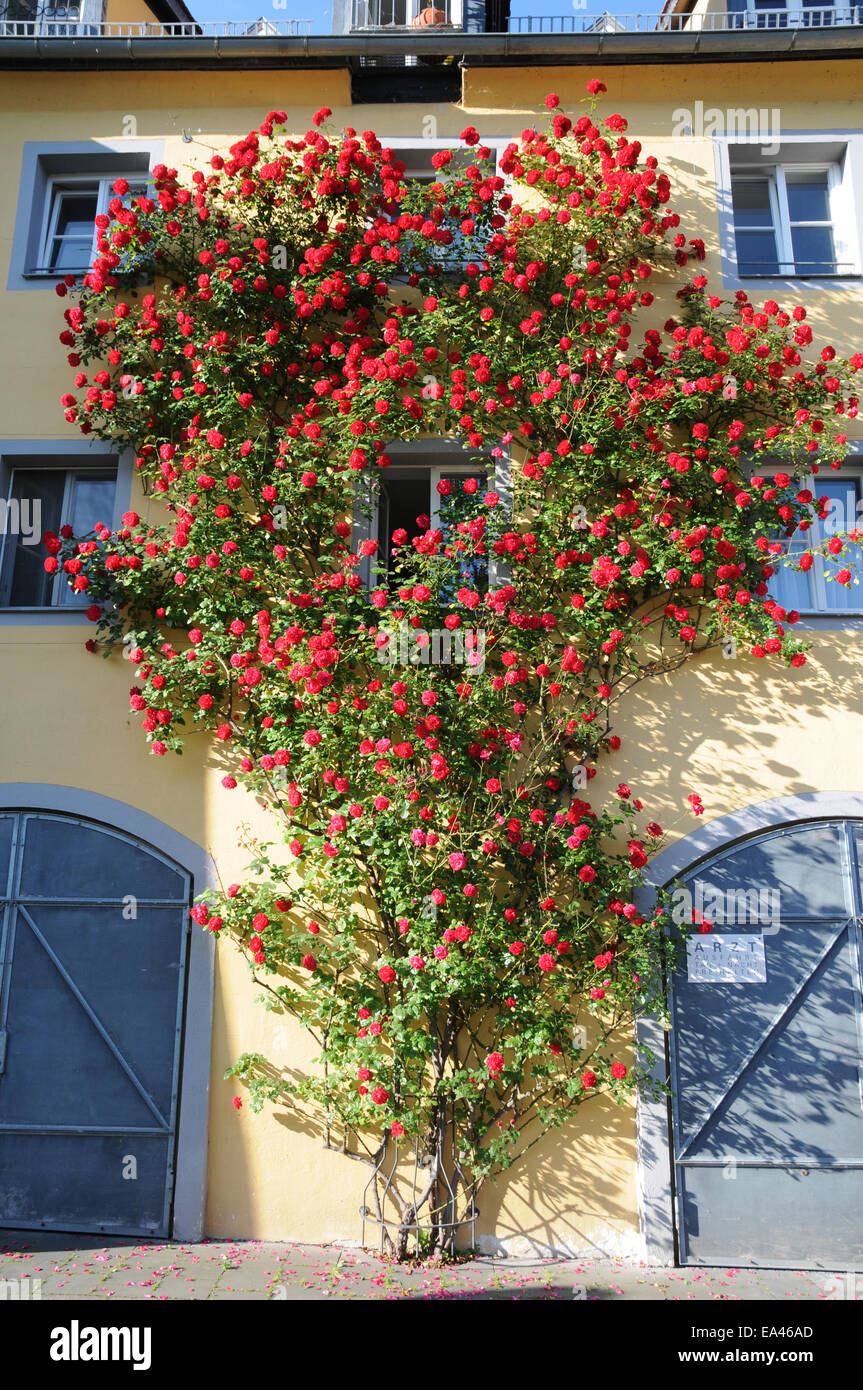 Climbing rose sympathie hi-res stock photography and images - Alamy