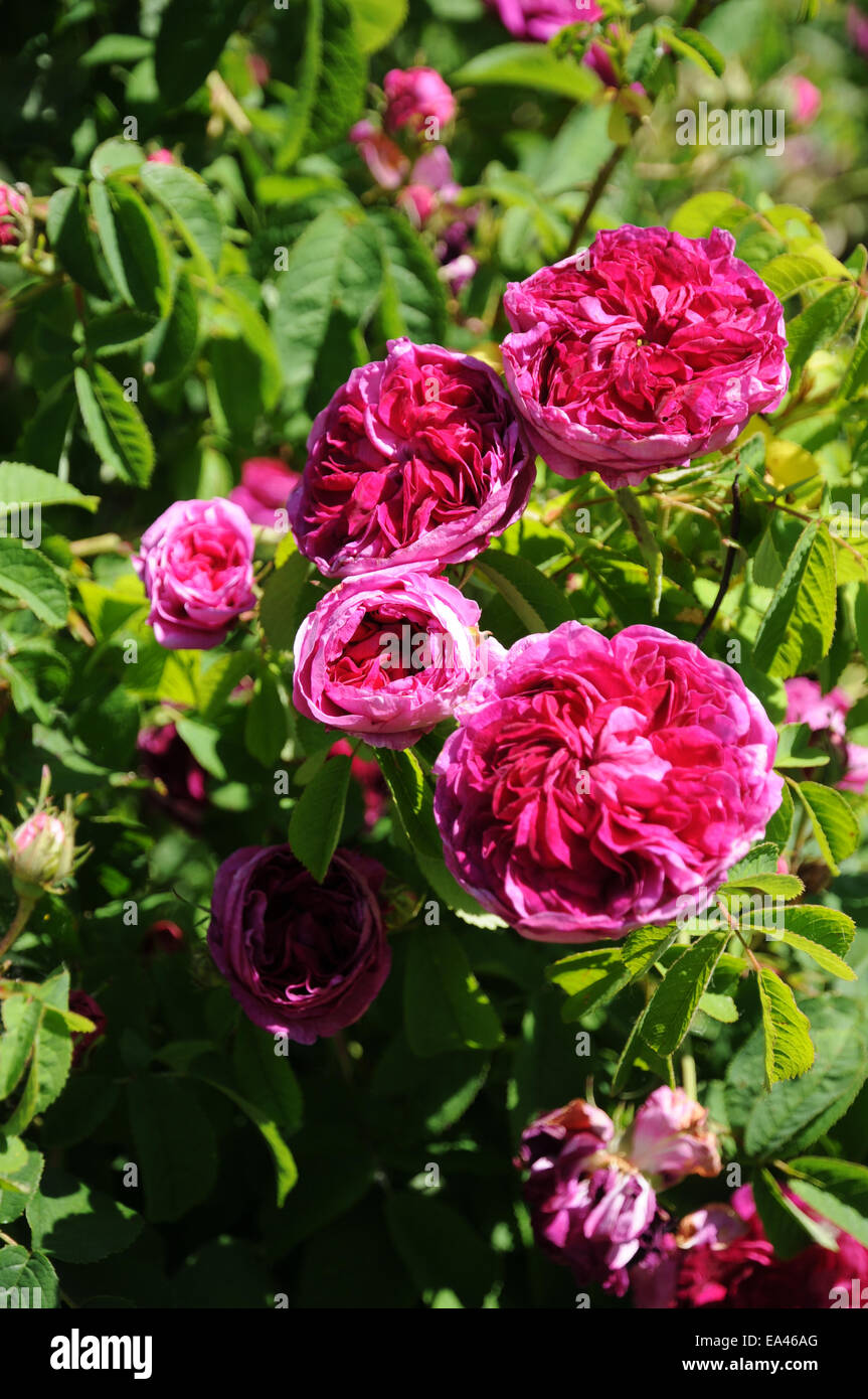 Charles rosen hi-res stock photography and images - Alamy