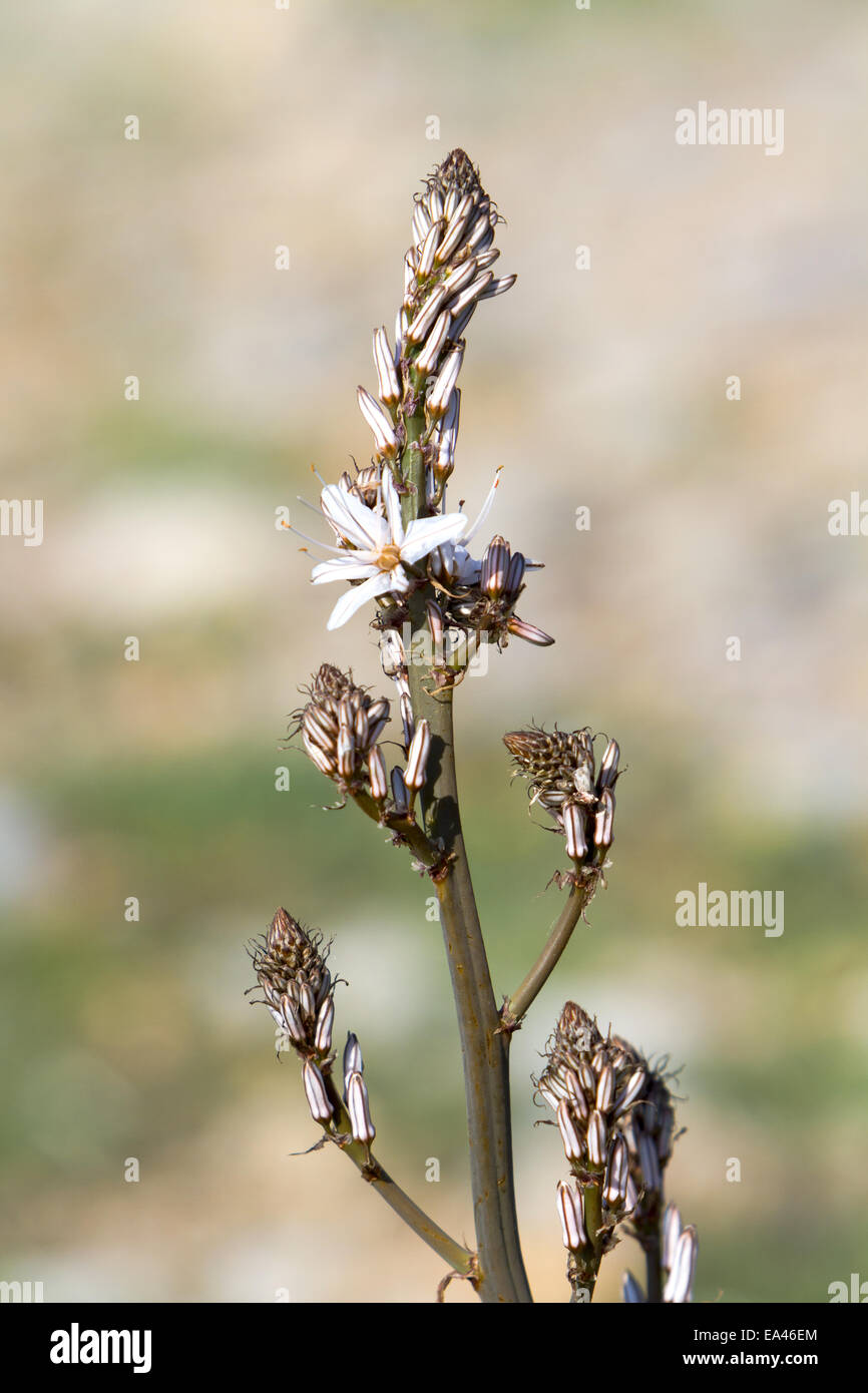 Asphodel mallorca hi-res stock photography and images - Alamy