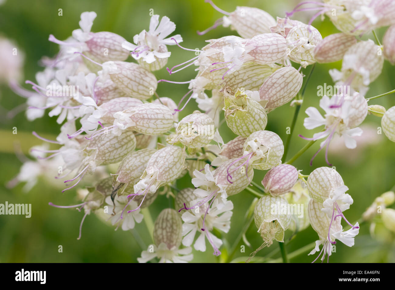 Caryophyyllaceae hi-res stock photography and images - Alamy