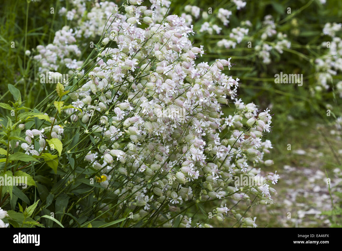 Rattleweed hi-res stock photography and images - Alamy