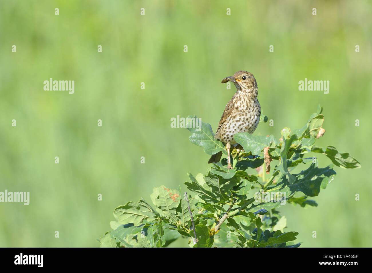 Germany song thrush hi-res stock photography and images - Alamy