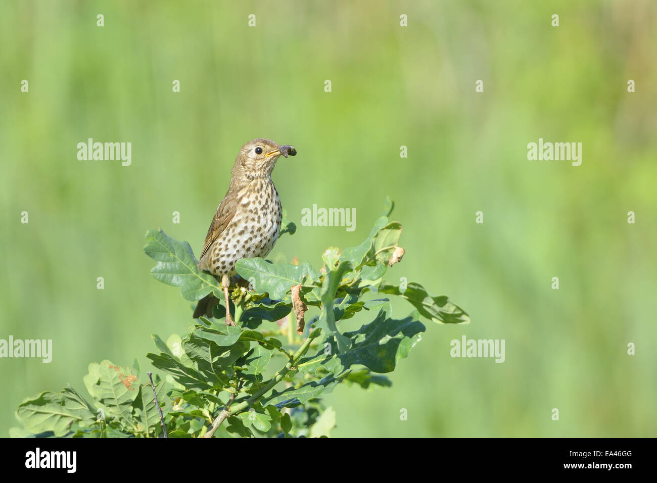 Floor thrush hi-res stock photography and images - Alamy