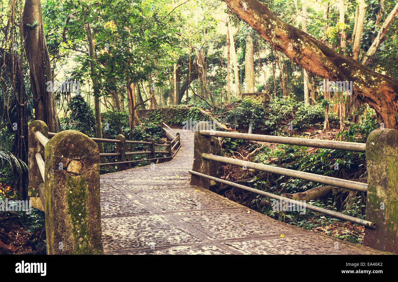 Forest in Ubud Stock Photo - Alamy