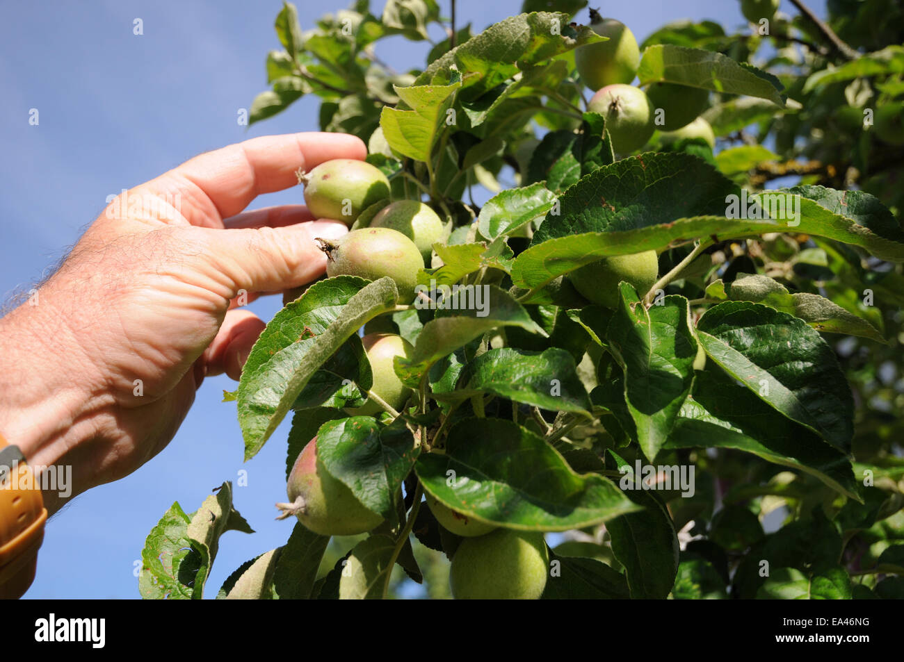 Thinning Malus High Resolution Stock Photography and Images - Alamy