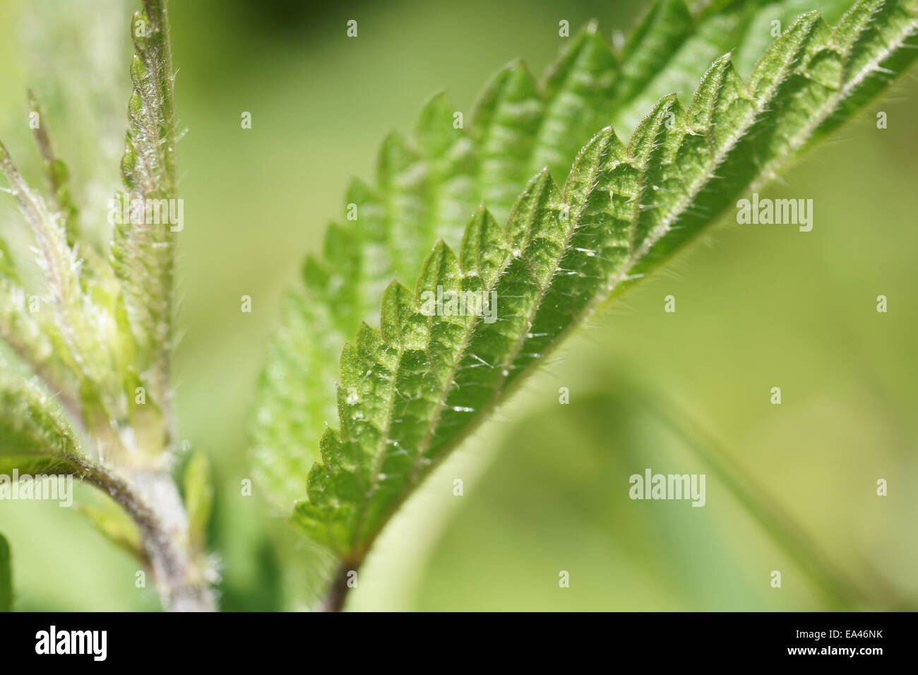 Nettle poison hi-res stock photography and images - Alamy